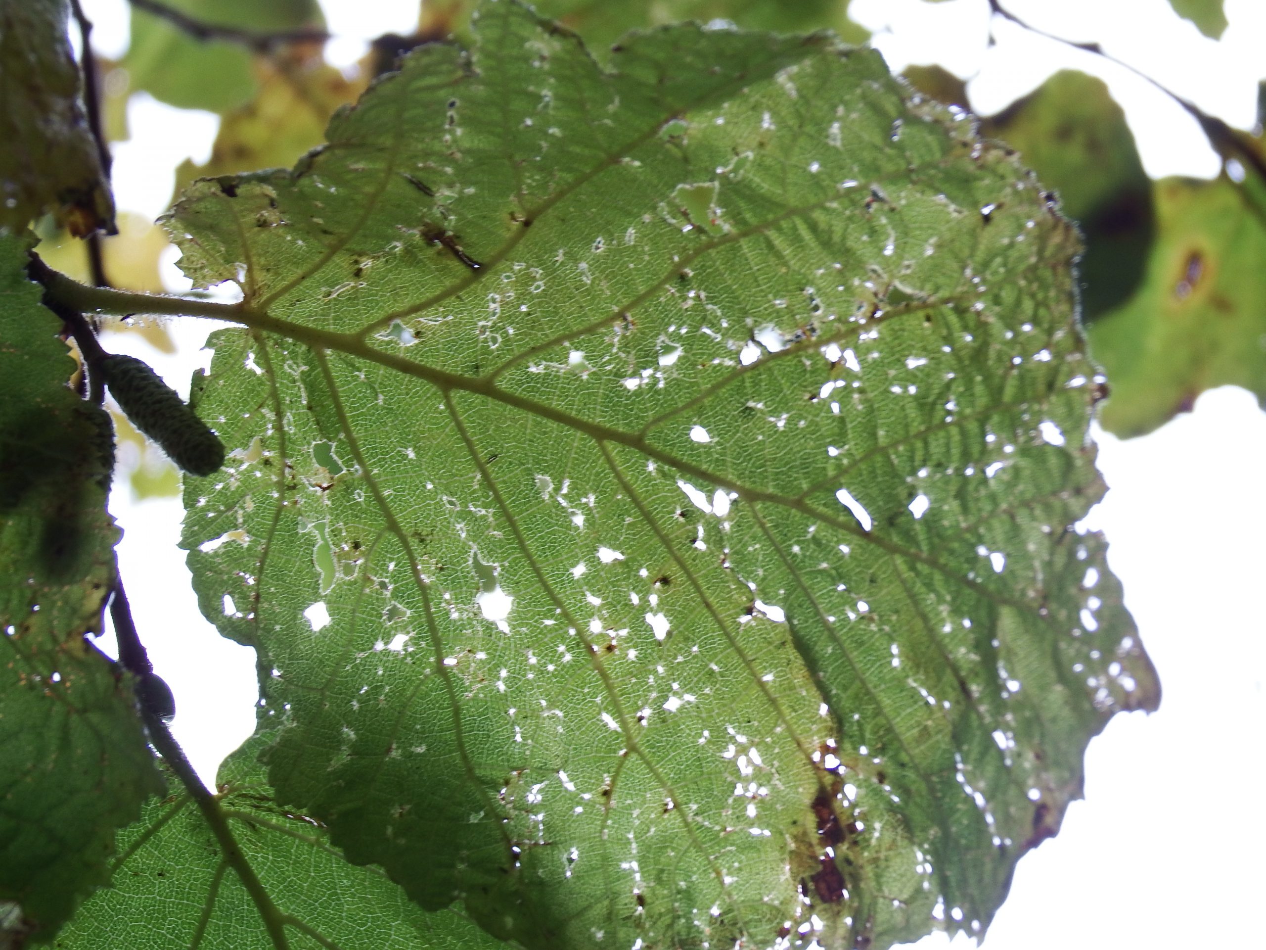 Packages - Wild Minds - Connecting you with nature