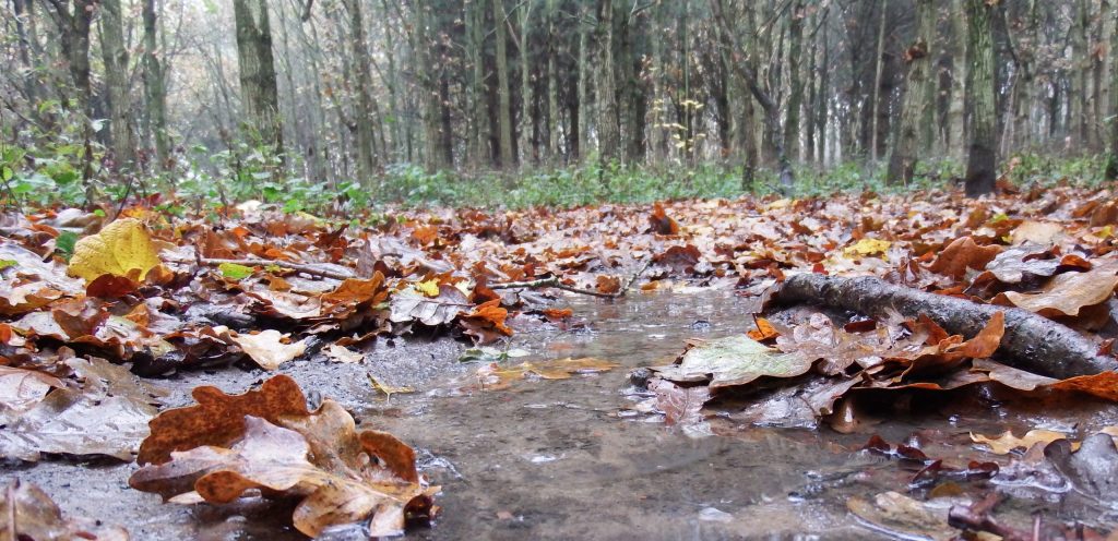 Welcome to Wild Minds - Wild Minds - Connecting you with nature