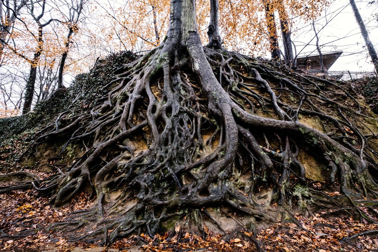 World Wood Wild Minds Connecting You With Nature World Wood Wild Minds Connecting You With Nature