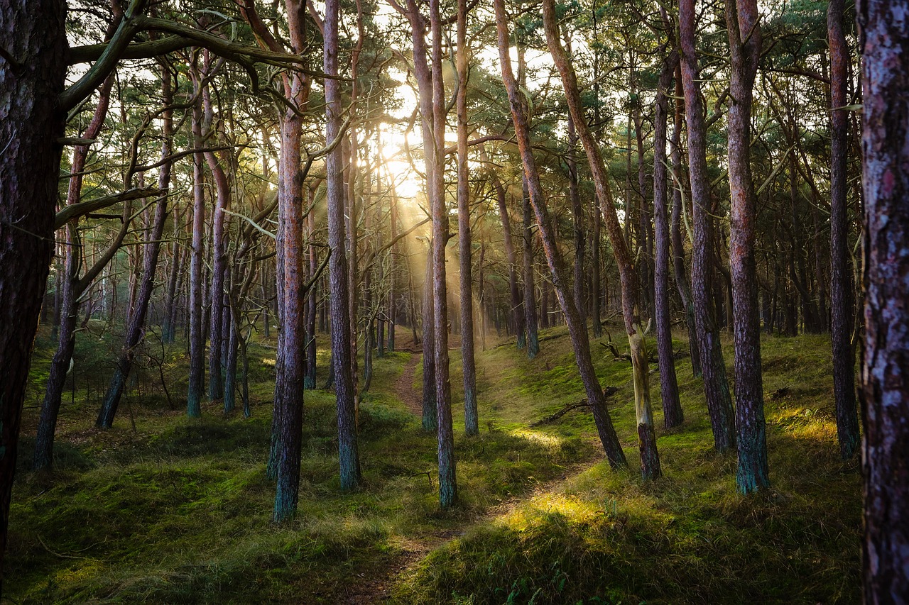 Practicing Mindfulness in Nature - Wild Minds - Connecting you with nature